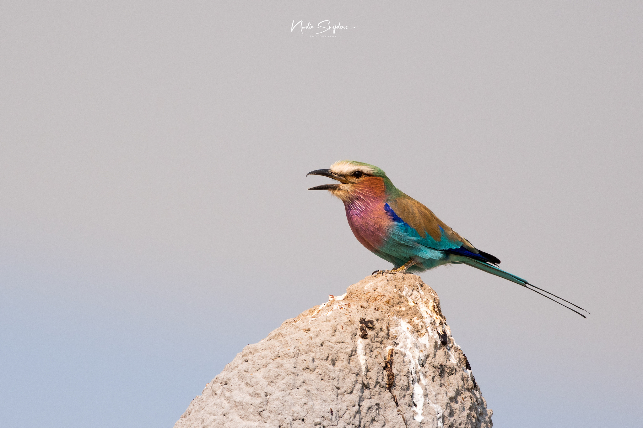 Onguma Onkolo Hide is a favourite amongst wildlife photographers