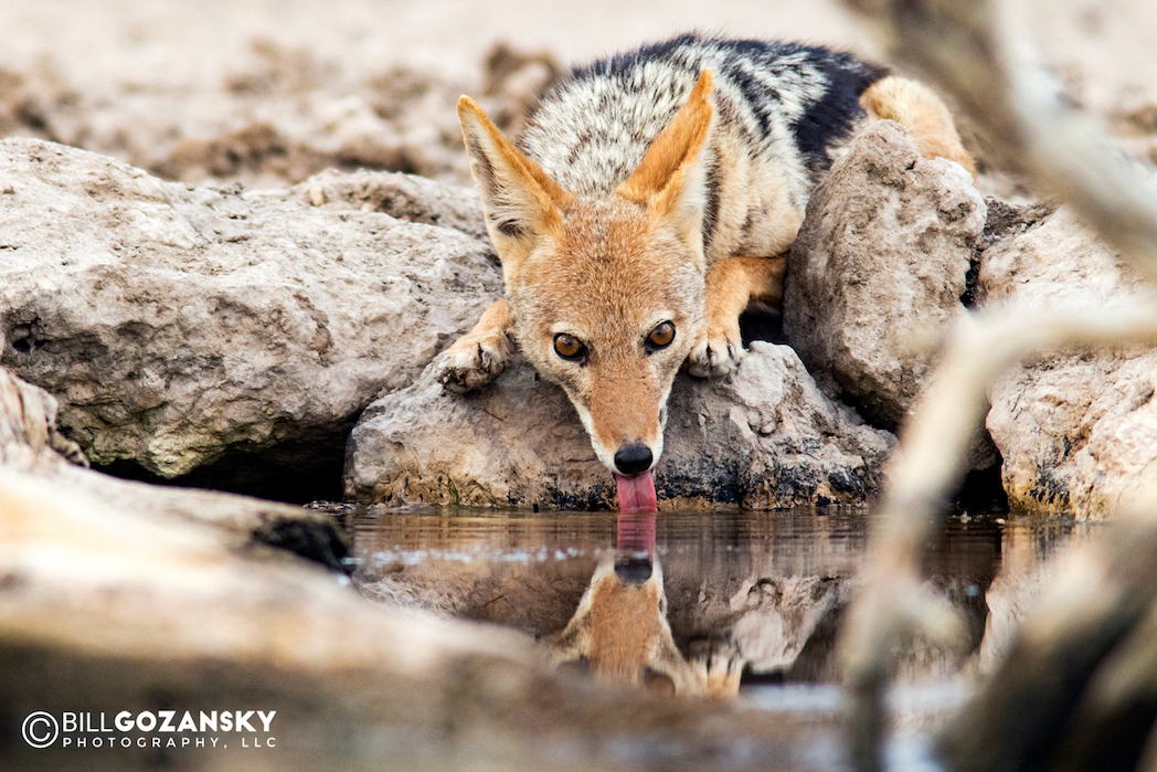 Onguma Onkolo Hide is a favourite amongst wildlife photographers