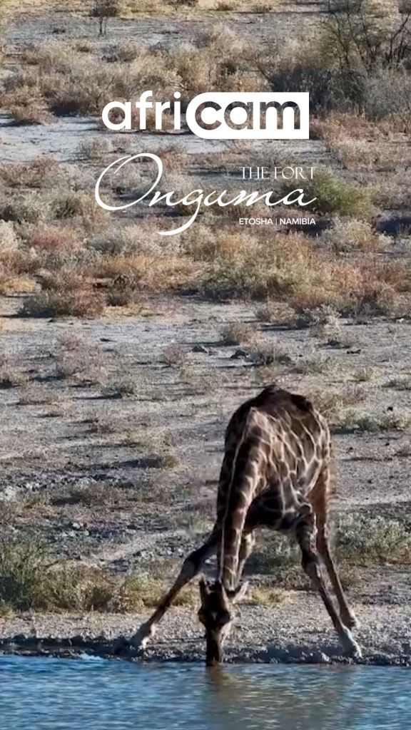 Home - Welcome to Onguma Safari Camps